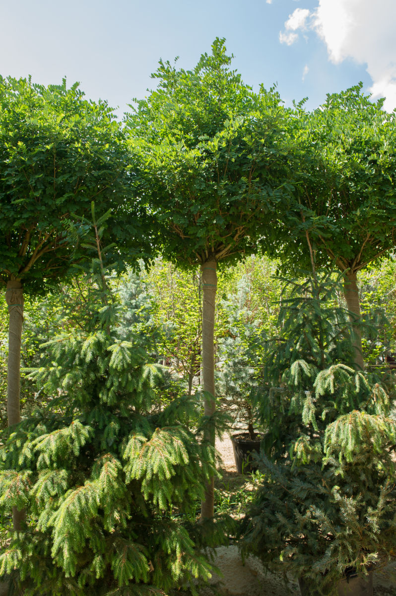 Kuglasti bagrem - Urban Garden