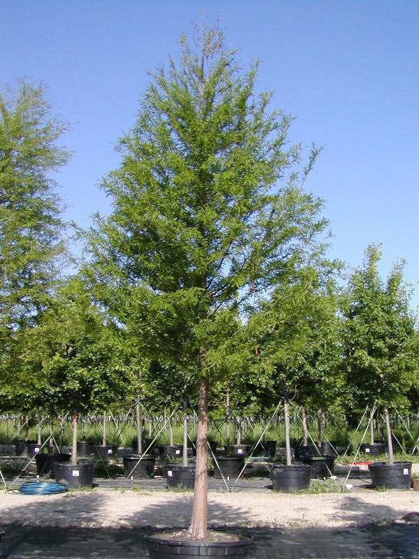 Močvarni hrast - Urban Garden