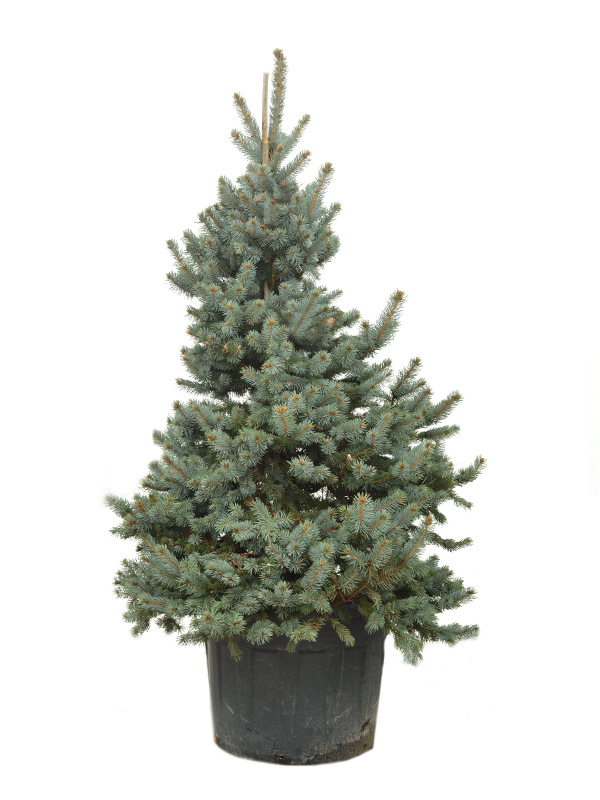 Plava smrča - Urban Garden