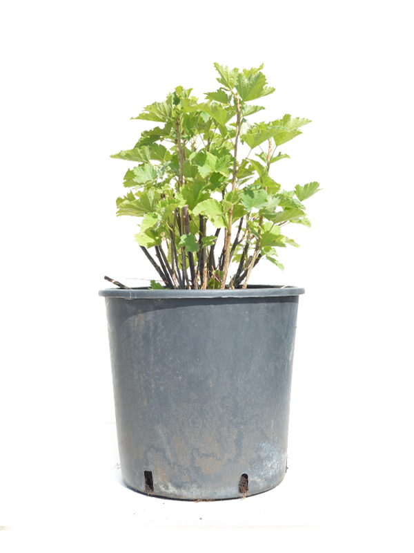 Ribizla - Urban Garden