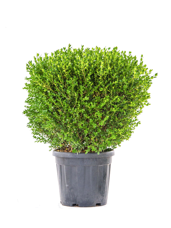 Šimšir kocka - Urban Garden