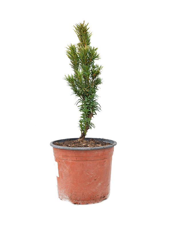 Tisa 'Fastigiata Aurea' - Urban Garden