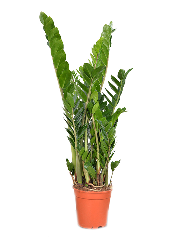 Zamija - Urban Garden