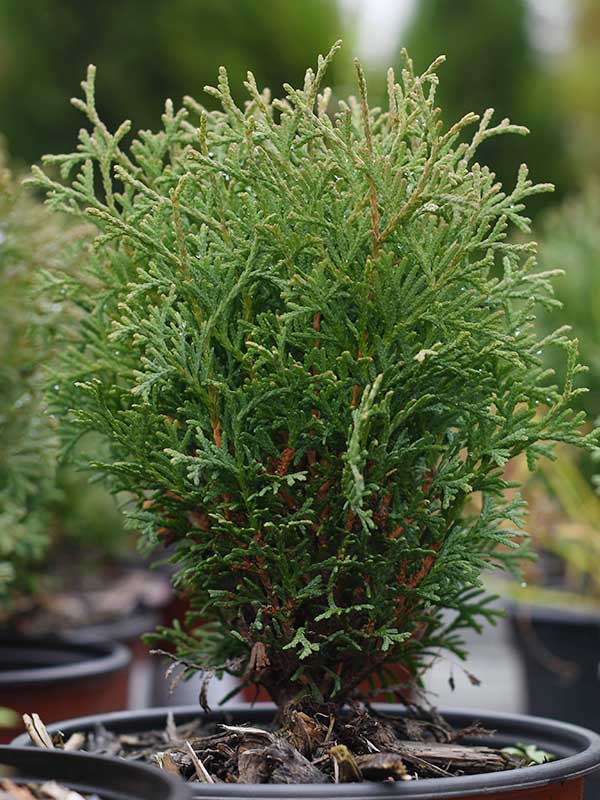 Ukrasno žbunje - Urban Garden