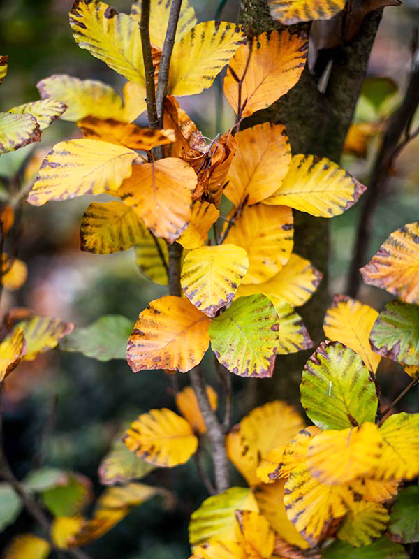 Ukrasno drveće & Drveće za dvorište - Urban Garden