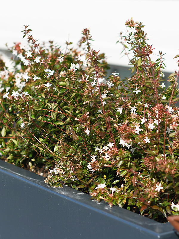 Internet prodavnica - Urban Garden