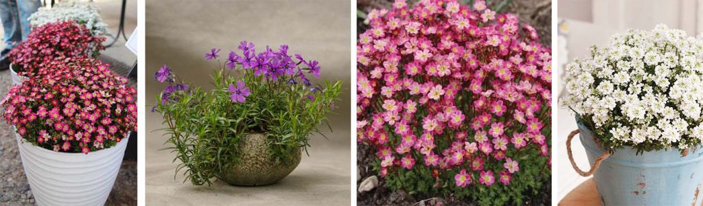 Niske cvetnice za kamenjare - pokrivači tla - Urban Garden