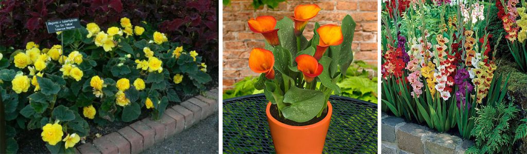 Sadnja lukovica u proleće - Urban Garden