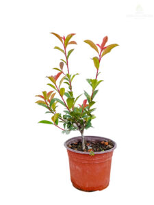 Fotinija (Photinia) - Prodaja sadnica - Saveti za negu i uzgajanje