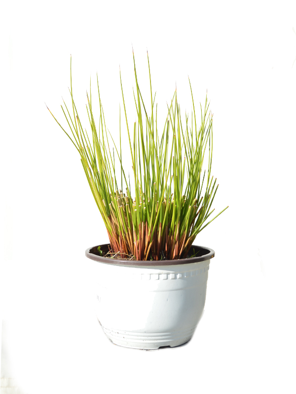 Prodaje ukrasne trave i semena trave - Urban Garden