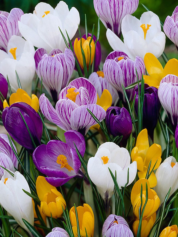 Lukovice cveća - Odličan izbor - Urban Garden