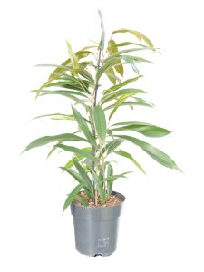 Sobne biljke - Saksijsko & Sobno cveće - Urban Garden