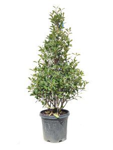 Zimzelena živa ograda - Urban Garden