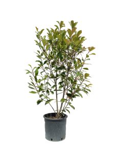 Zimzelena živa ograda - Urban Garden