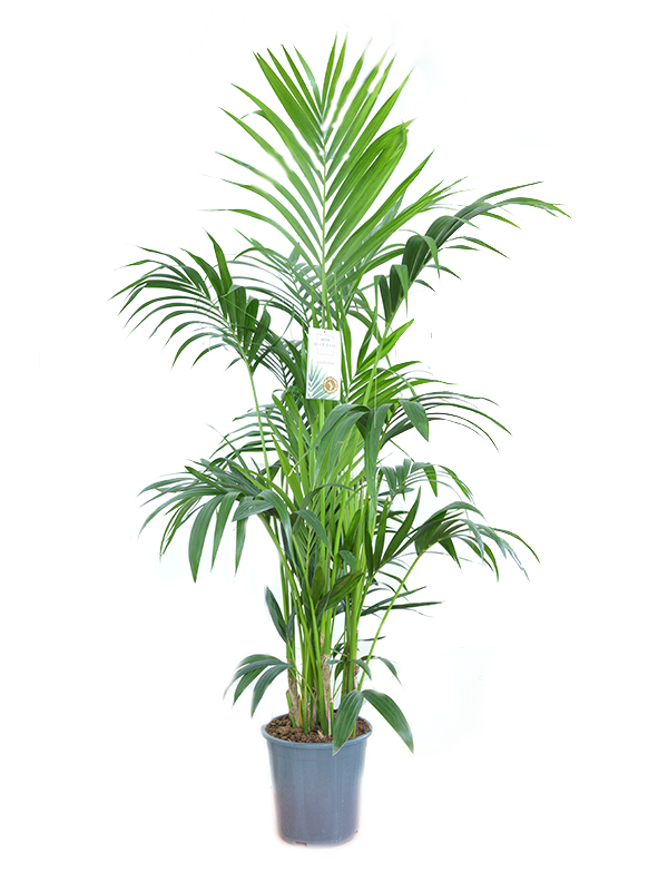 Palme - Urban Garden