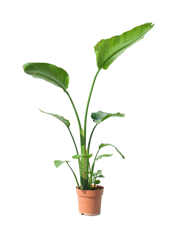 Egzotična biljka Strelicija Rajska Ptica - Urban Garden
