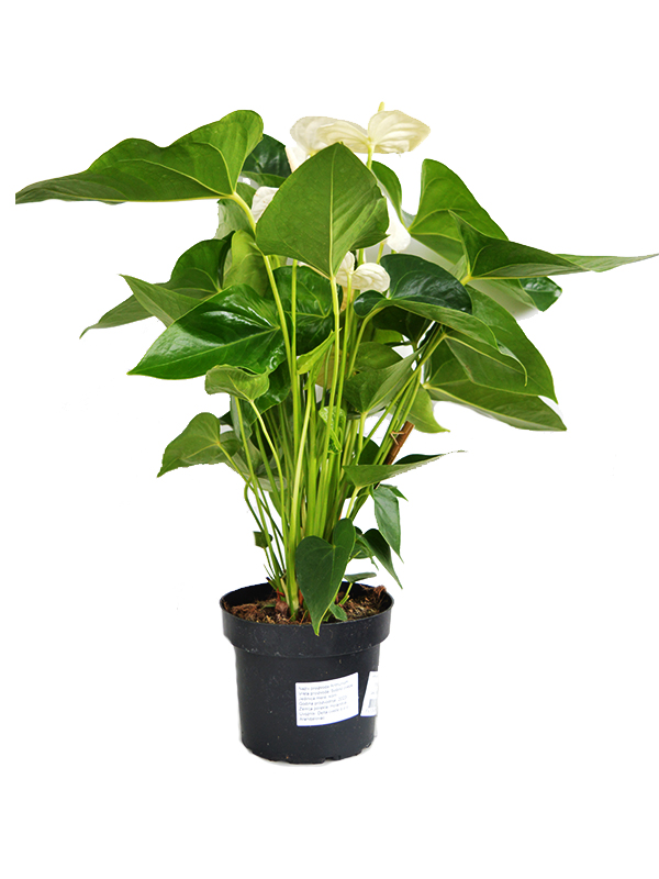 Sobne biljke - Saksijsko & Sobno cveće - Urban Garden