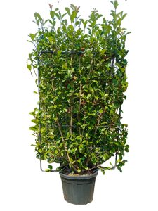 Zimzelena živa ograda - Urban Garden