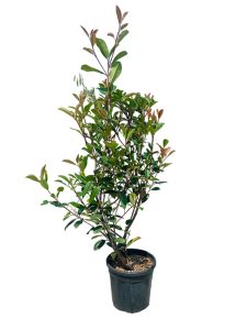 Zimzelena živa ograda - Urban Garden