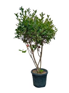 Fotinija (Photinia) - Prodaja sadnica - Saveti za negu i uzgajanje