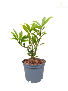 Daphne odora - Urban Garden