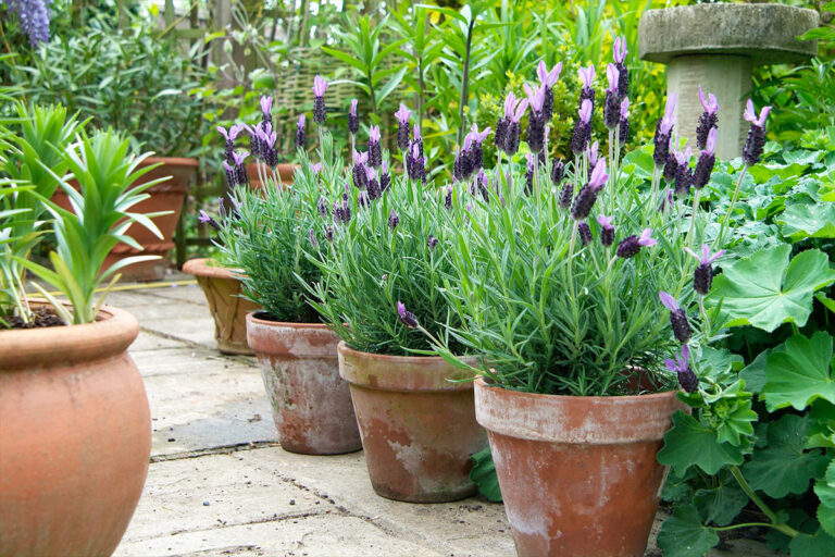 Najlepše višegodišnje cveće za dvorište - Urban Garden