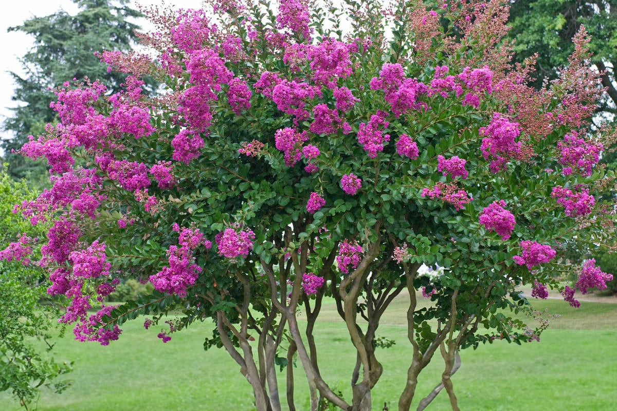 Indijski jorgovan - Letnja parada boja u vašoj bašti - Urban Garden